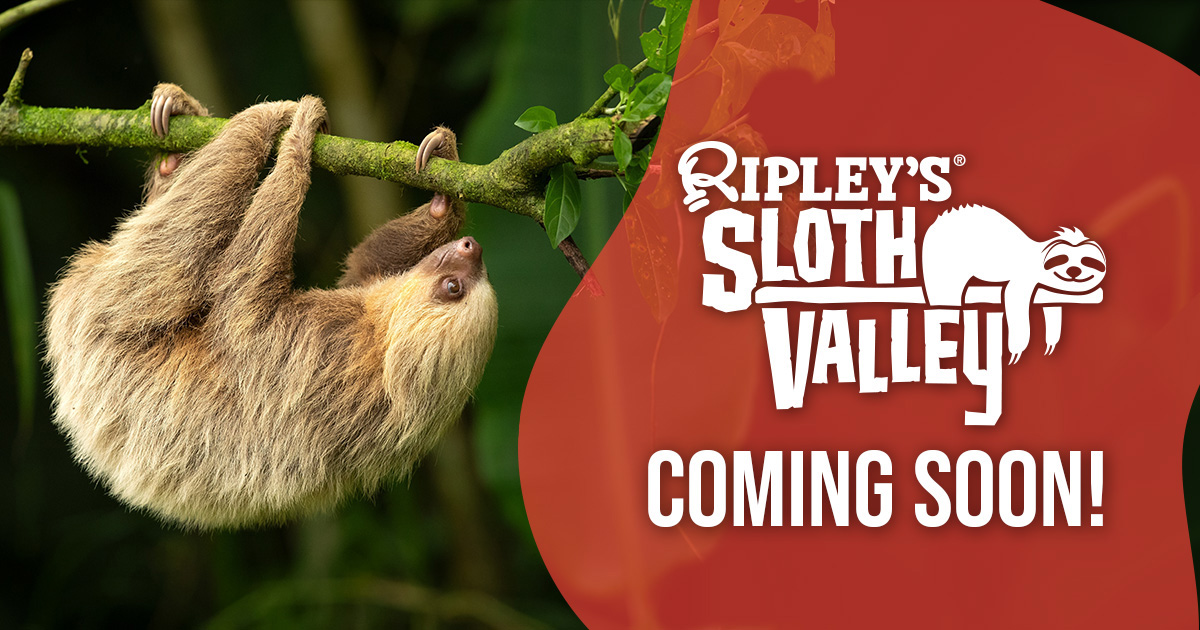 Sloths and More Coming to Ripley’s Myrtle Beach Attractions