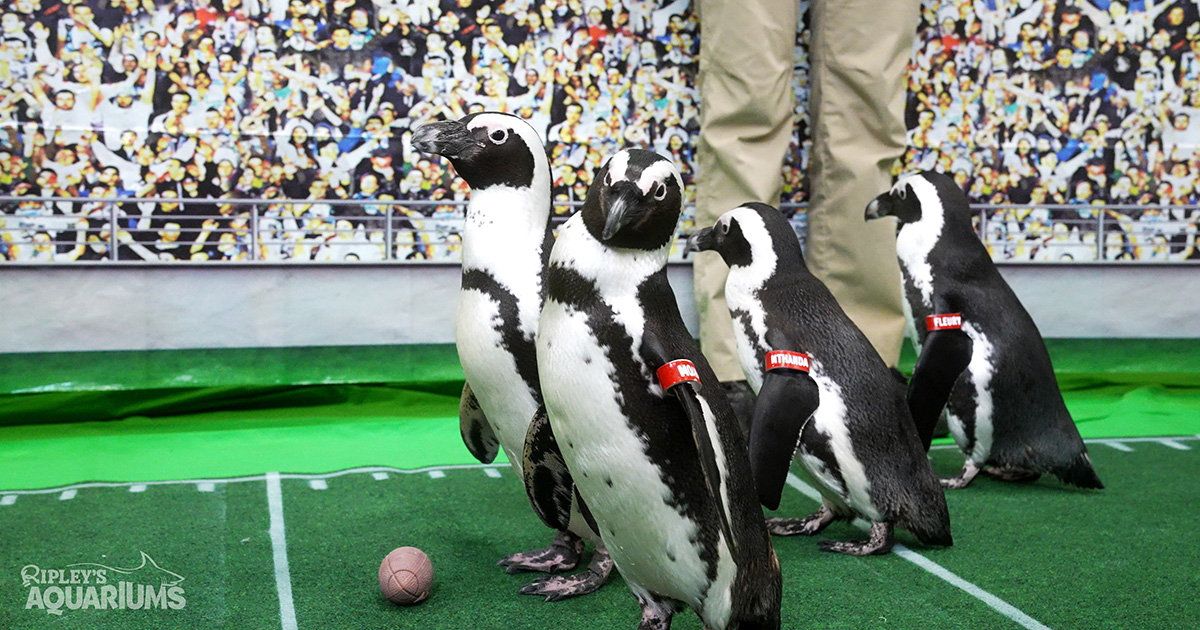 With the Help of a Sloth, Ripley’s Aquariums Penguins Predict Chiefs ...